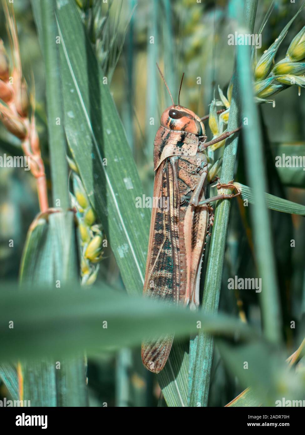 Wheat cricket hi-res stock photography and images - Alamy
