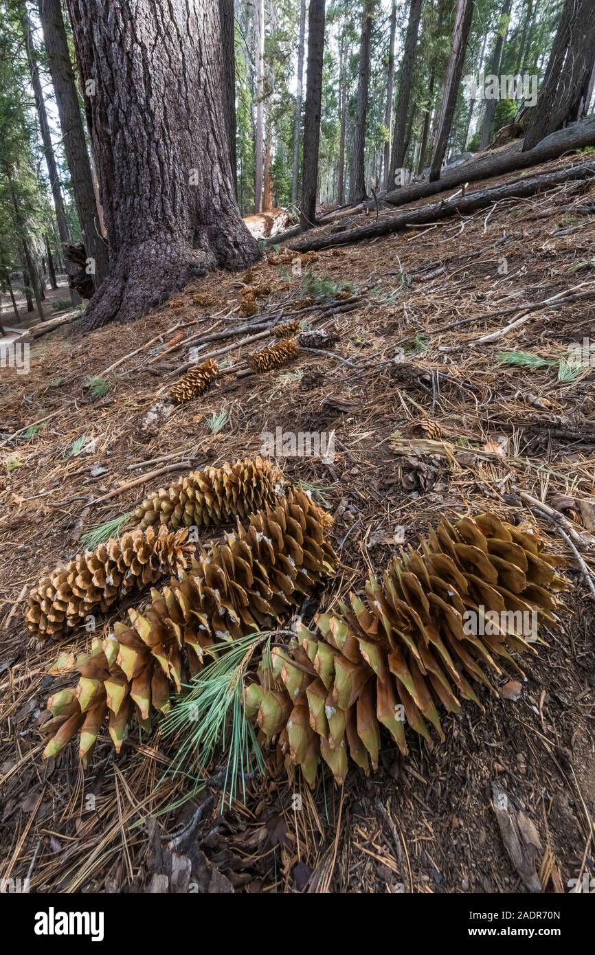 Giant Sequoia Cone High Resolution Stock Photography and Images - Alamy