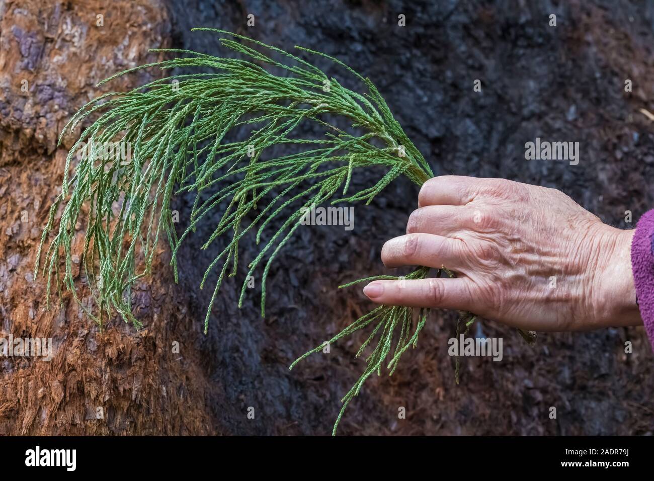 Sequoia Tree Needles