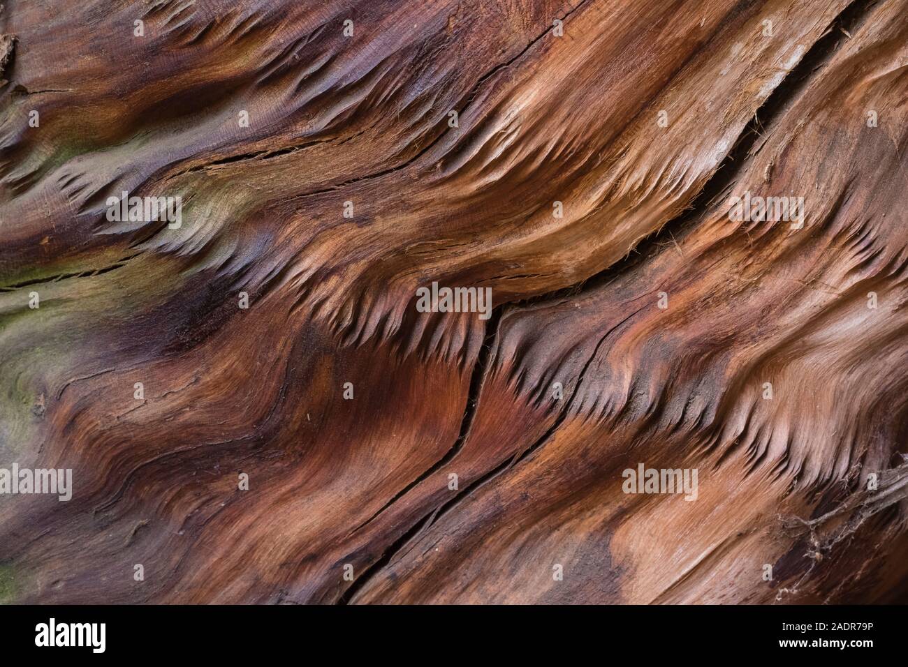 Curly grain of exposed wood of a Giant Sequoia, Sequoiadendron gigantea ...
