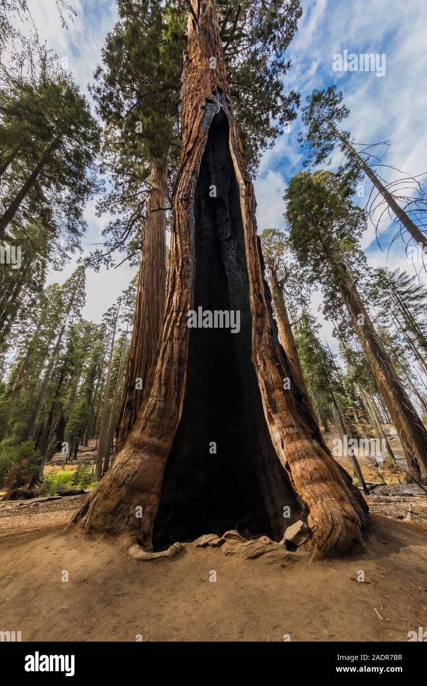 Evidence of fire on Giant Sequoia, Sequoiadendron gigantea, in the ...