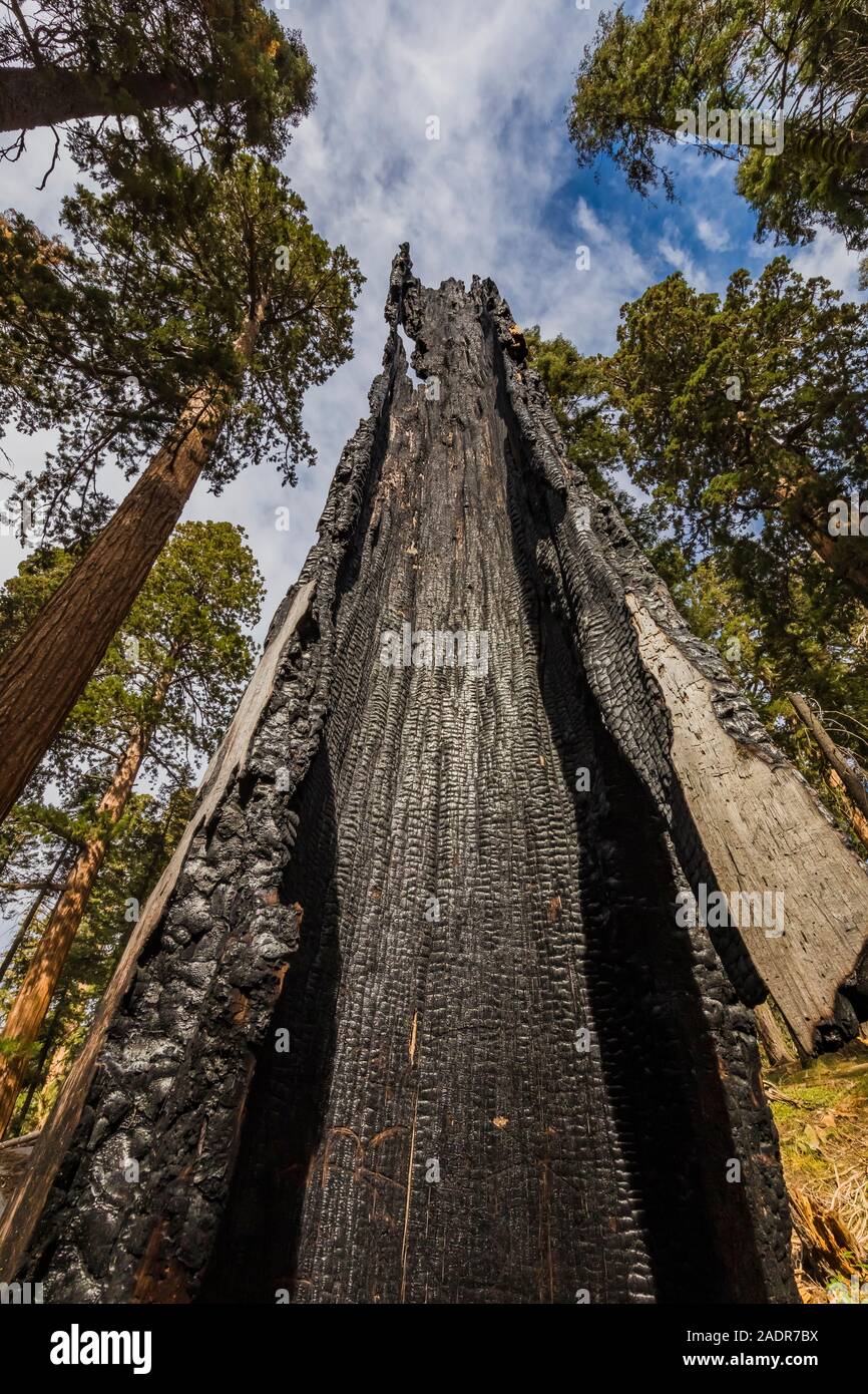 Evidence of fire on Giant Sequoia, Sequoiadendron gigantea, in the ...