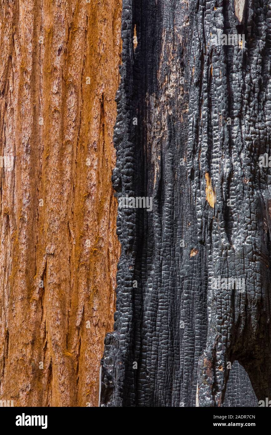 Evidence of fire on Giant Sequoia, Sequoiadendron gigantea, in the ...