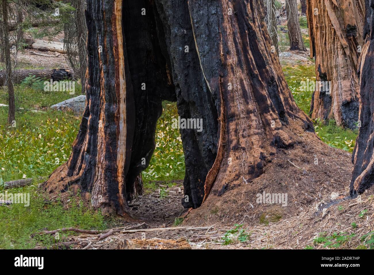Evidence of fire on hollow Giant Sequoia, Sequoiadendron gigantea, in ...