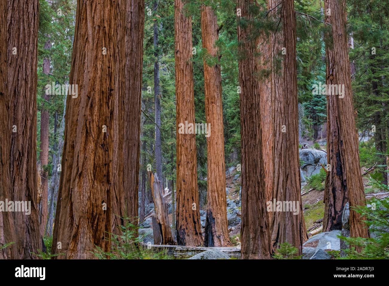 Giant Sequoia, Sequoiadendron giganteum, grove along the Giant Forest ...