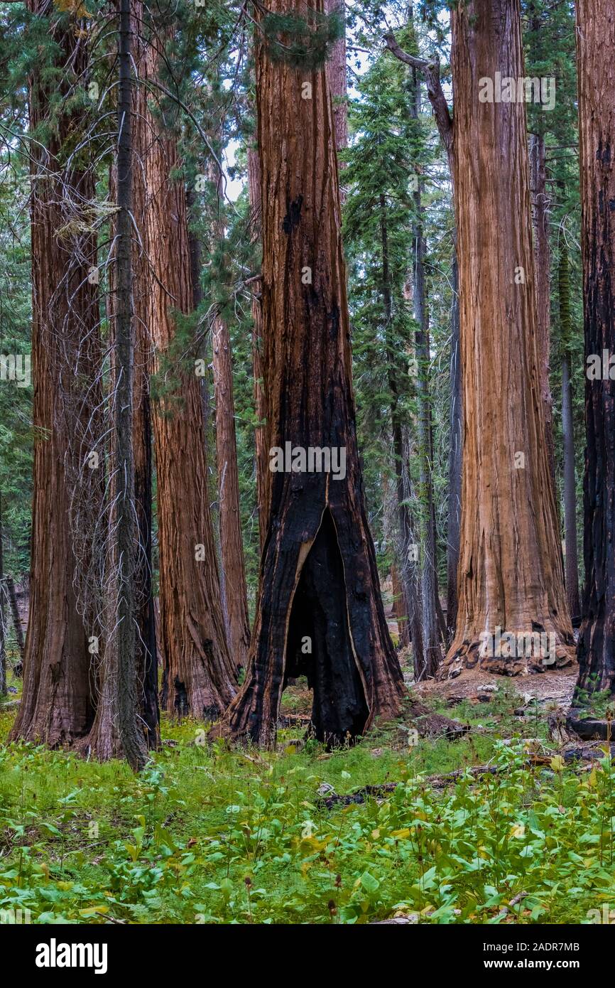 Giant Sequoia, Sequoiadendron giganteum, grove along the Giant Forest ...
