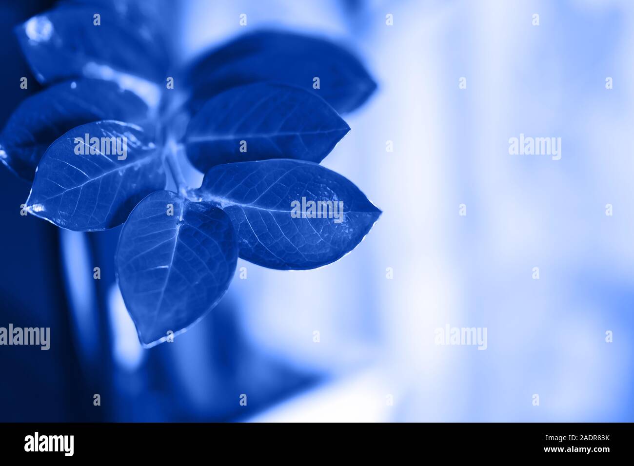 plant toned blue photo Stock Photo - Alamy