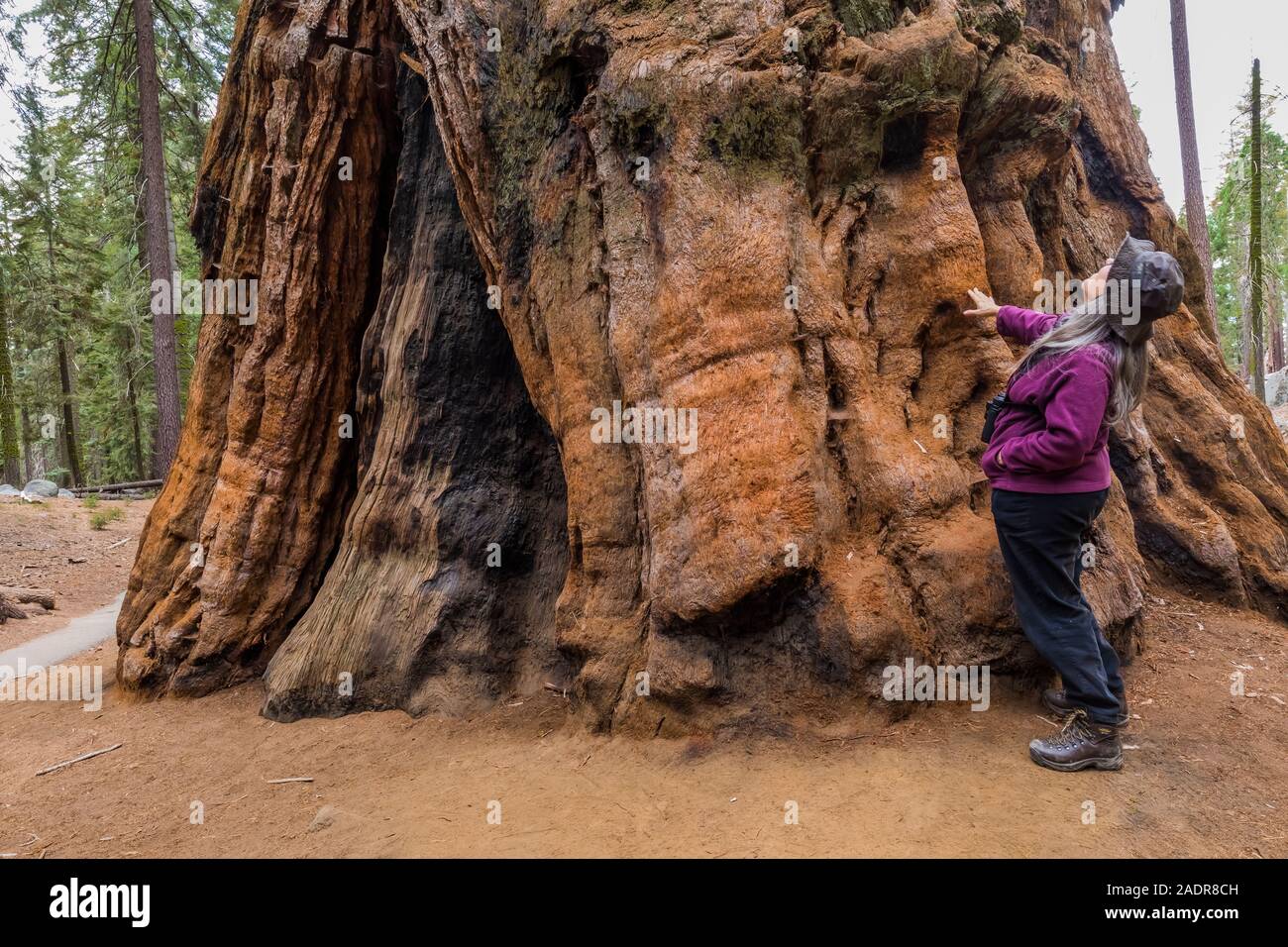 Karen Rentz with Giant Sequoia, Sequoiadendron giganteum, along the Giant Forest trails in the ...