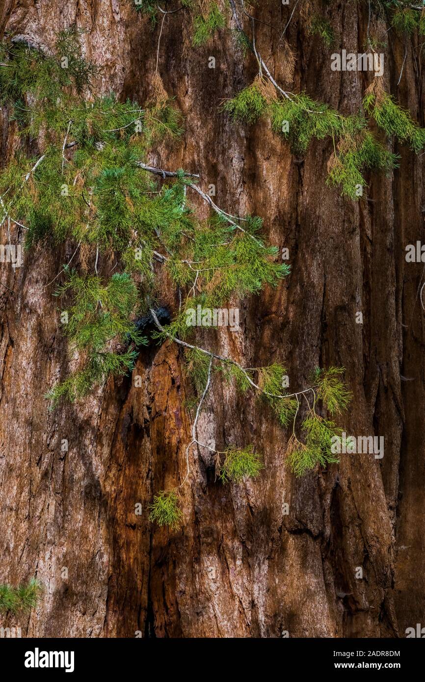 Giant Sequoia, Sequoiadendron giganteum, needless and bark viewed along ...