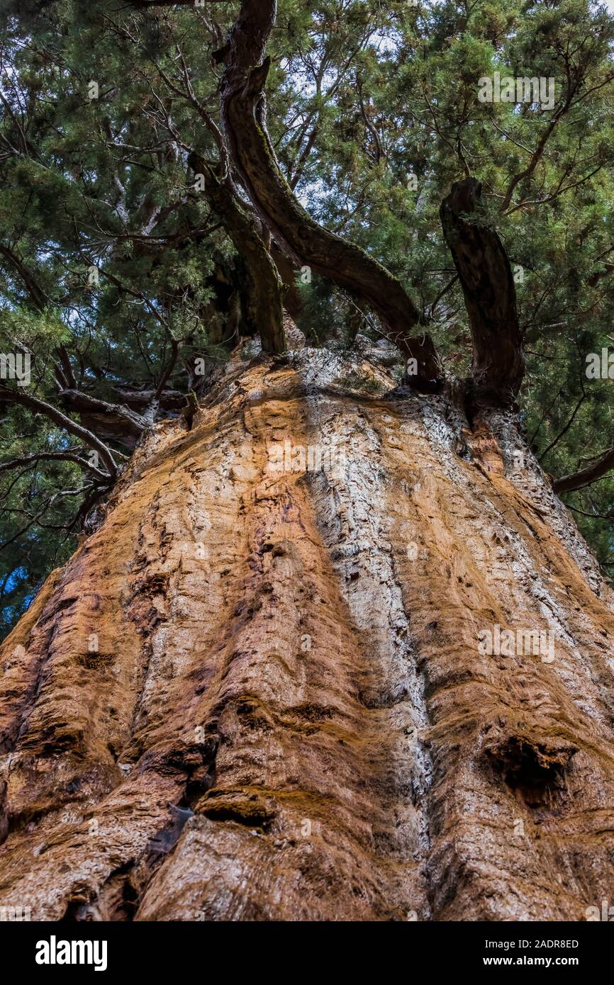 Looking up a Giant Sequoia, Sequoiadendron giganteum, along the Giant Forest trails in the ...