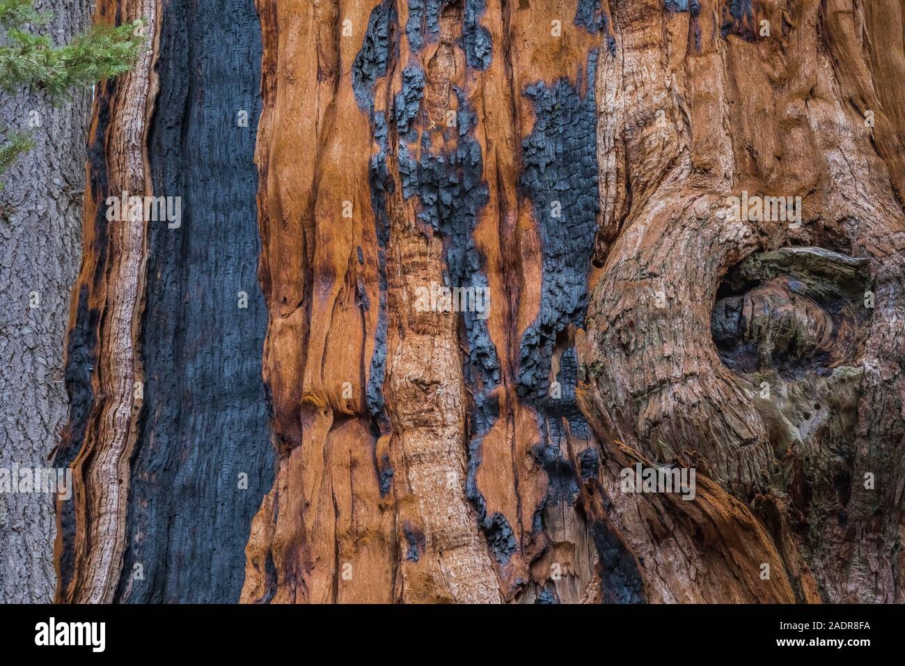 Bark and wood of Giant Sequoia, Sequoiadendron giganteum, with evidence ...