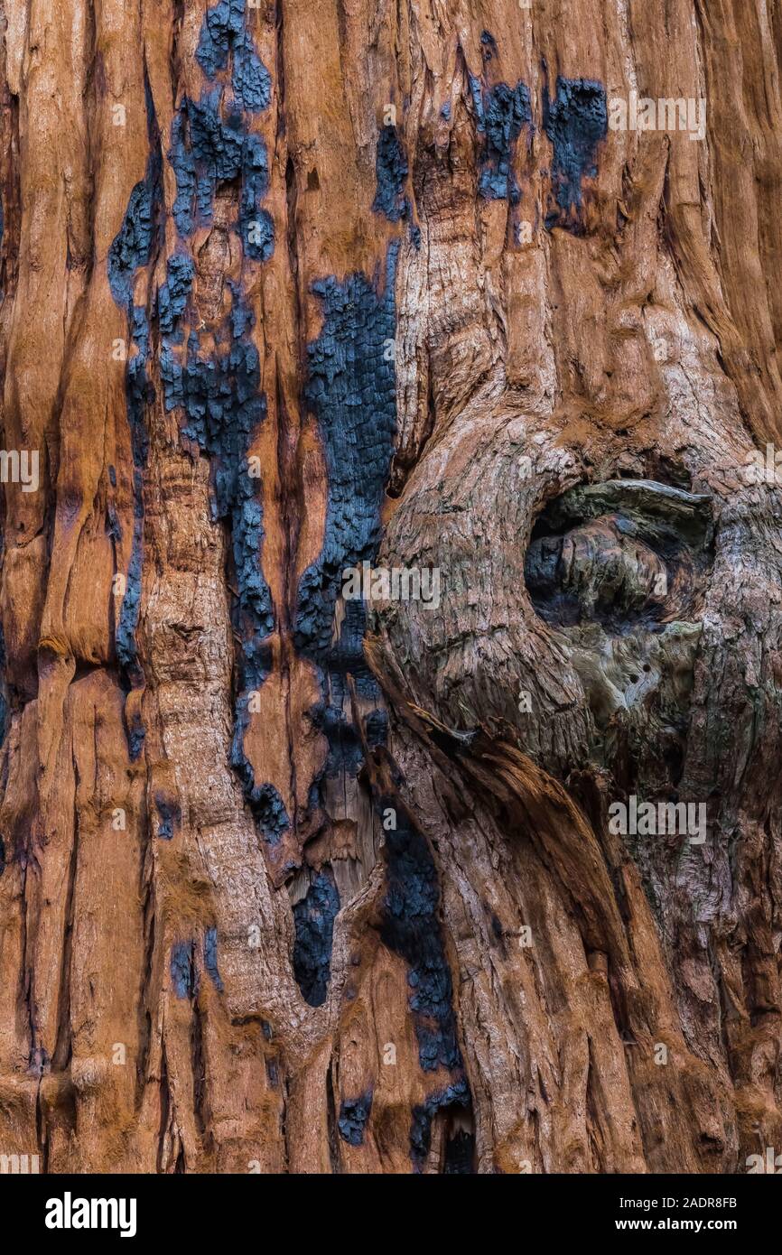 Giant Sequoia Tree Burned High Resolution Stock Photography and Images ...