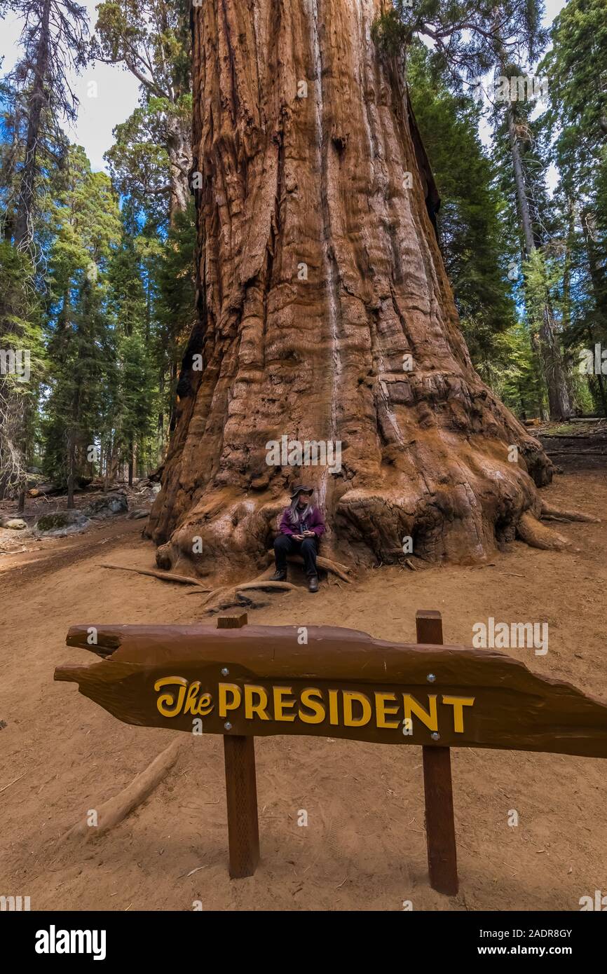 Karen Rentz in front of The President, aGiant Sequoia, Sequoiadendron ...