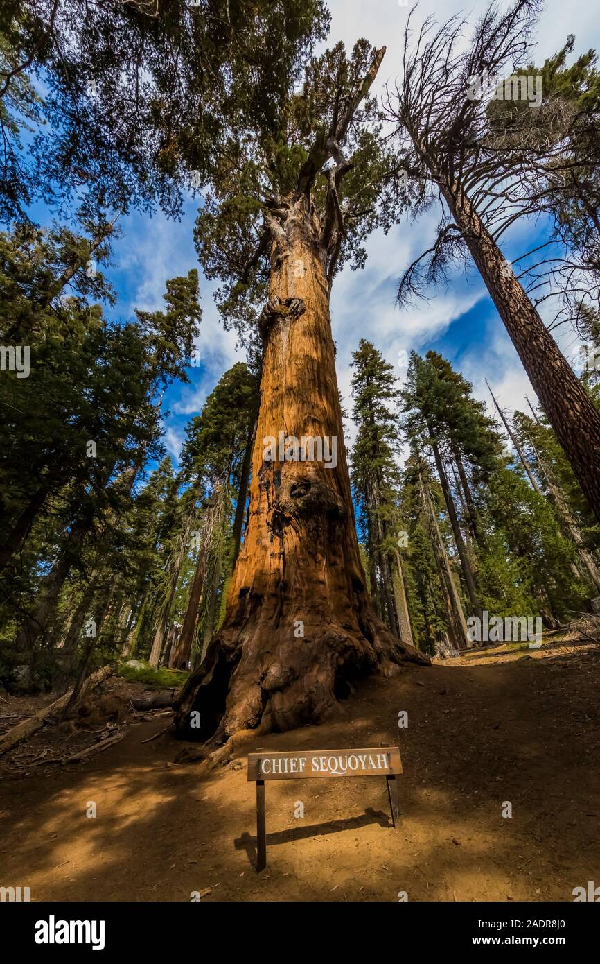 The president sequoia hi-res stock photography and images - Alamy