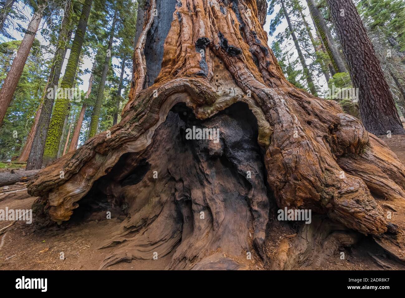 Giant Sequoia, Sequoiadendron giganteum, trees in grove in the Sherman ...