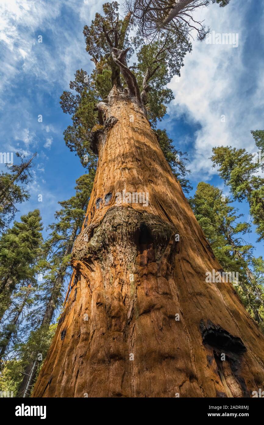 Giant Sequoia, Sequoiadendron giganteum, trees in grove in the Sherman ...
