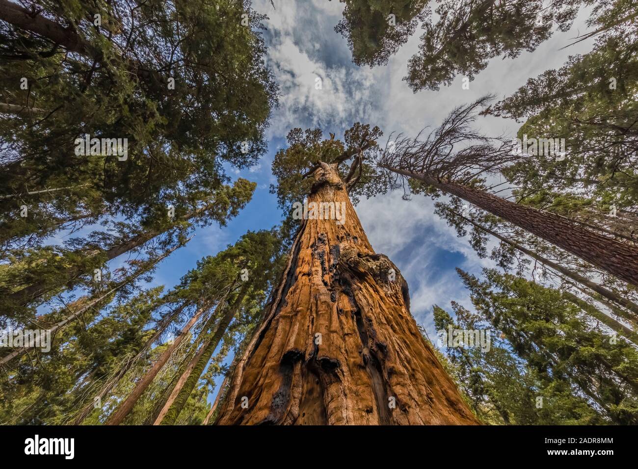 Giant Sequoia, Sequoiadendron giganteum, trees in grove in the Sherman ...