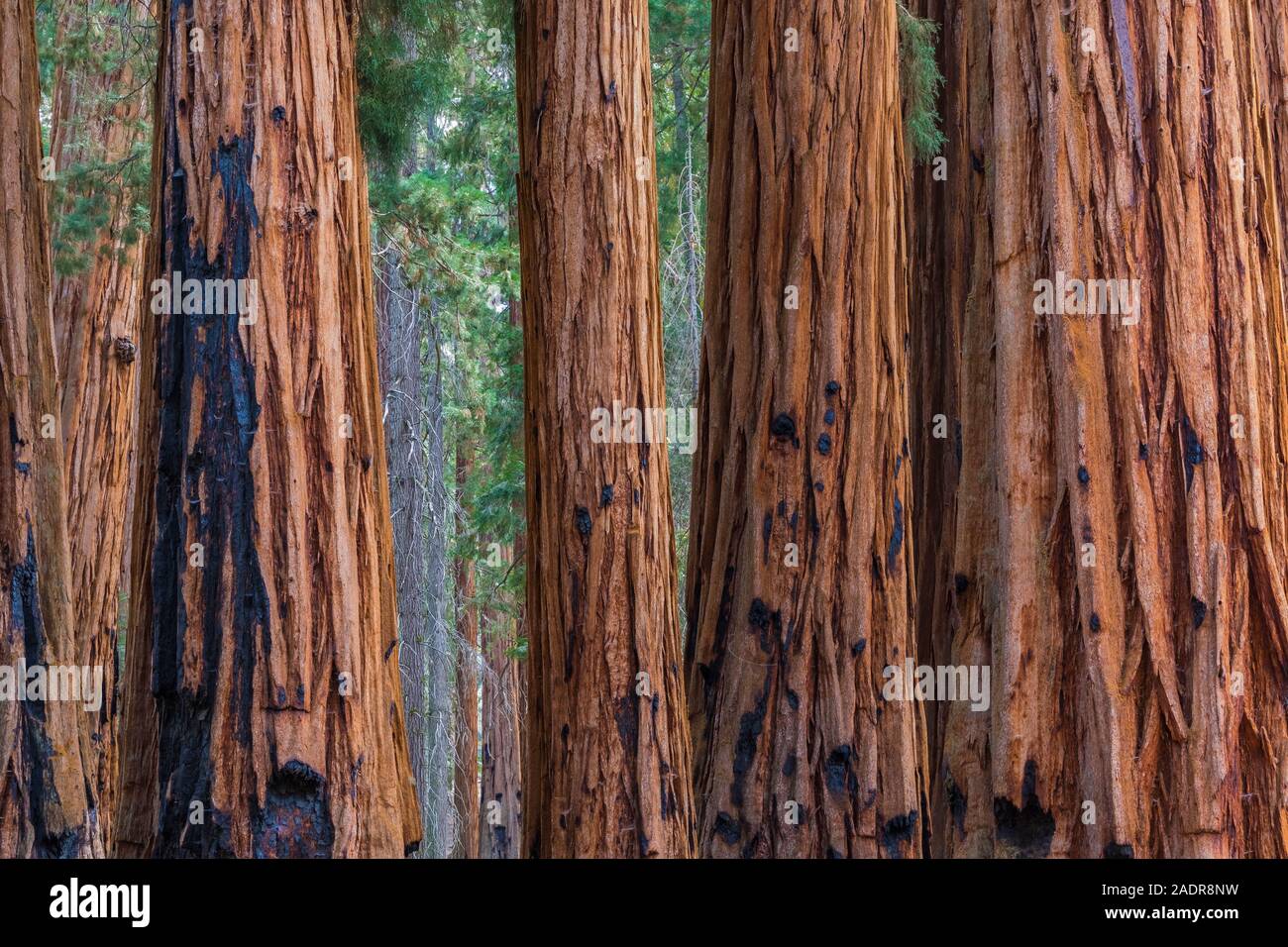 Giant Sequoia, Sequoiadendron giganteum, trees in grove in the Sherman ...