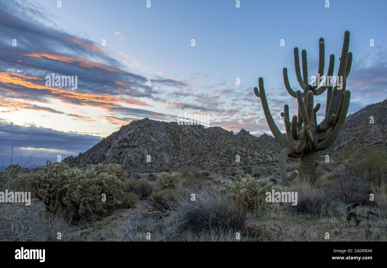 Arizona Saguaro Cactus At Sunrise With Mcdowell Mountains In Background