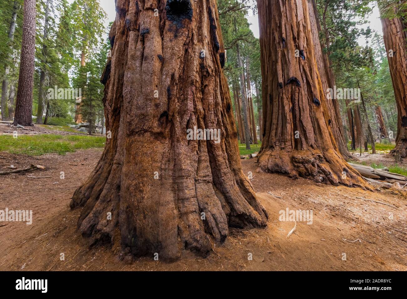Giant Sequoia, Sequoiadendron giganteum, trees in grove in the Sherman Tree area of Sequoia ...