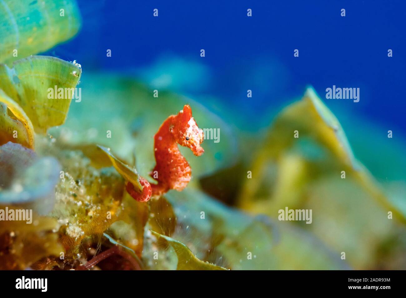 Bonin Islands Animals