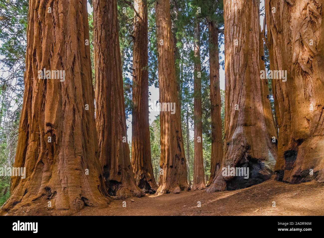 Giant Sequoia, Sequoiadendron giganteum, trees in grove in the Sherman Tree area of Sequoia ...