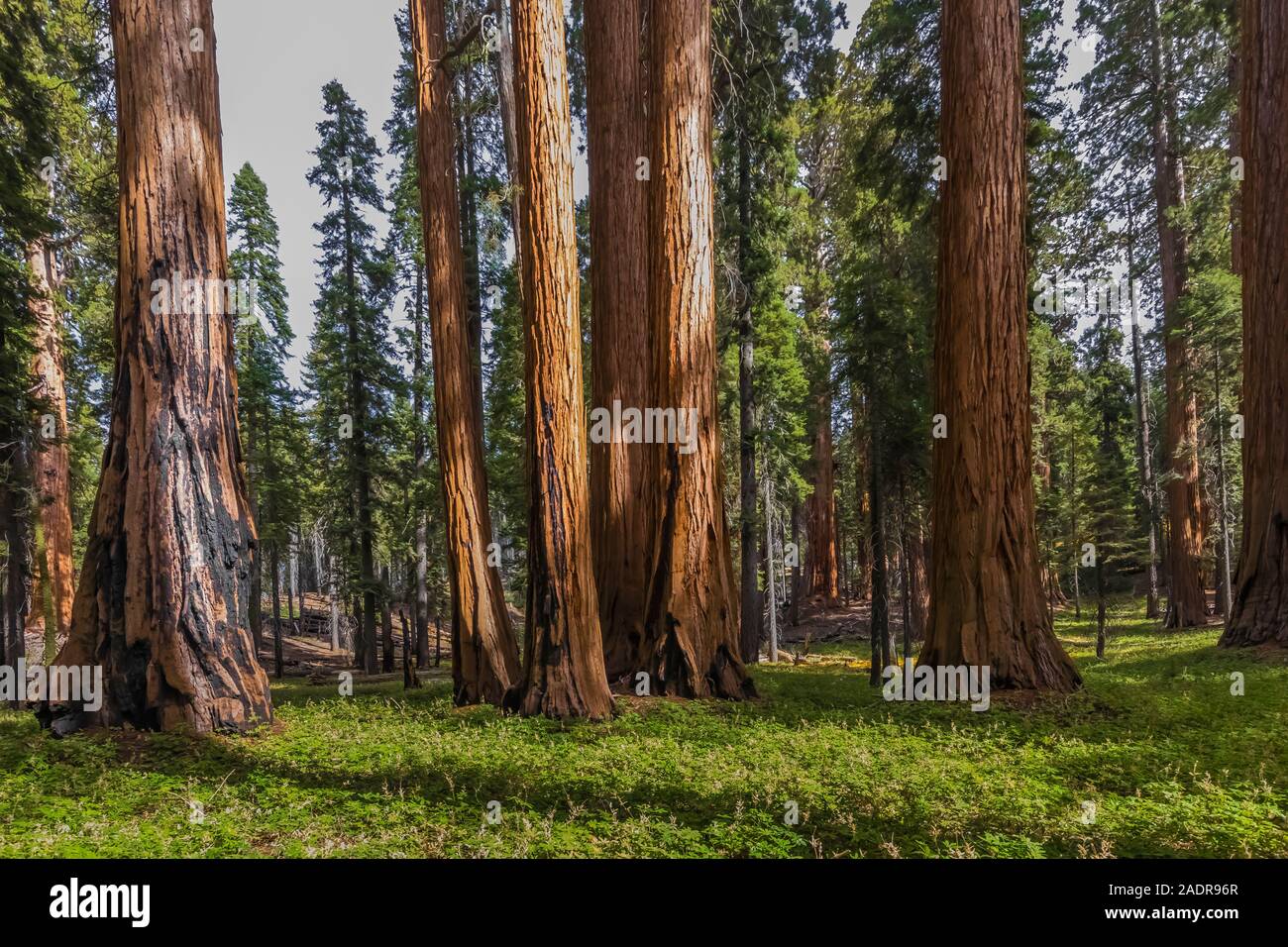 Giant Sequoia, Sequoiadendron giganteum, trees in grove in the Sherman Tree area of Sequoia ...