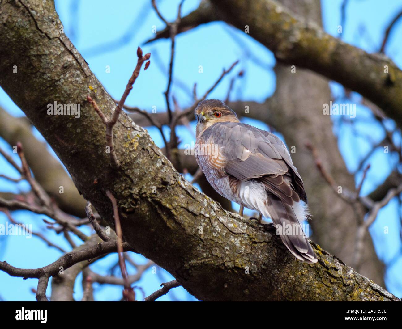 Lincoln hawk hi-res stock photography and images - Alamy