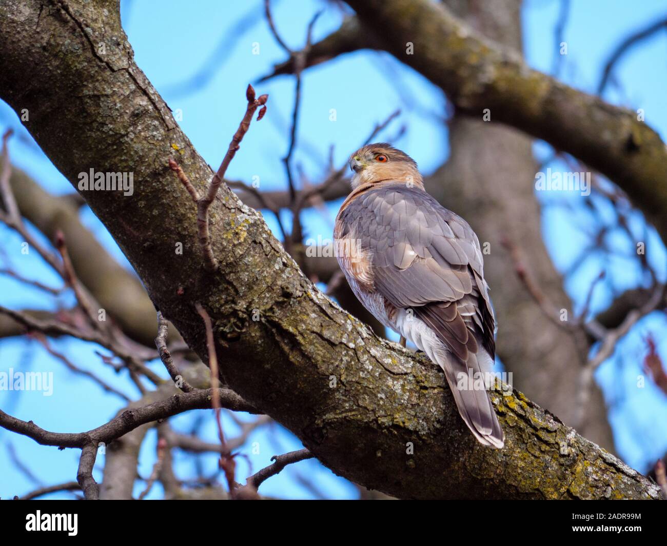 Lincoln Hawk High Resolution Stock Photography and Images - Alamy