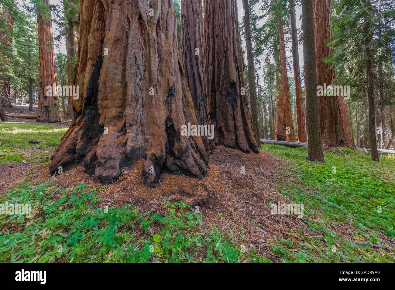 Giant Sequoia, Sequoiadendron giganteum, trees in grove in the Sherman ...