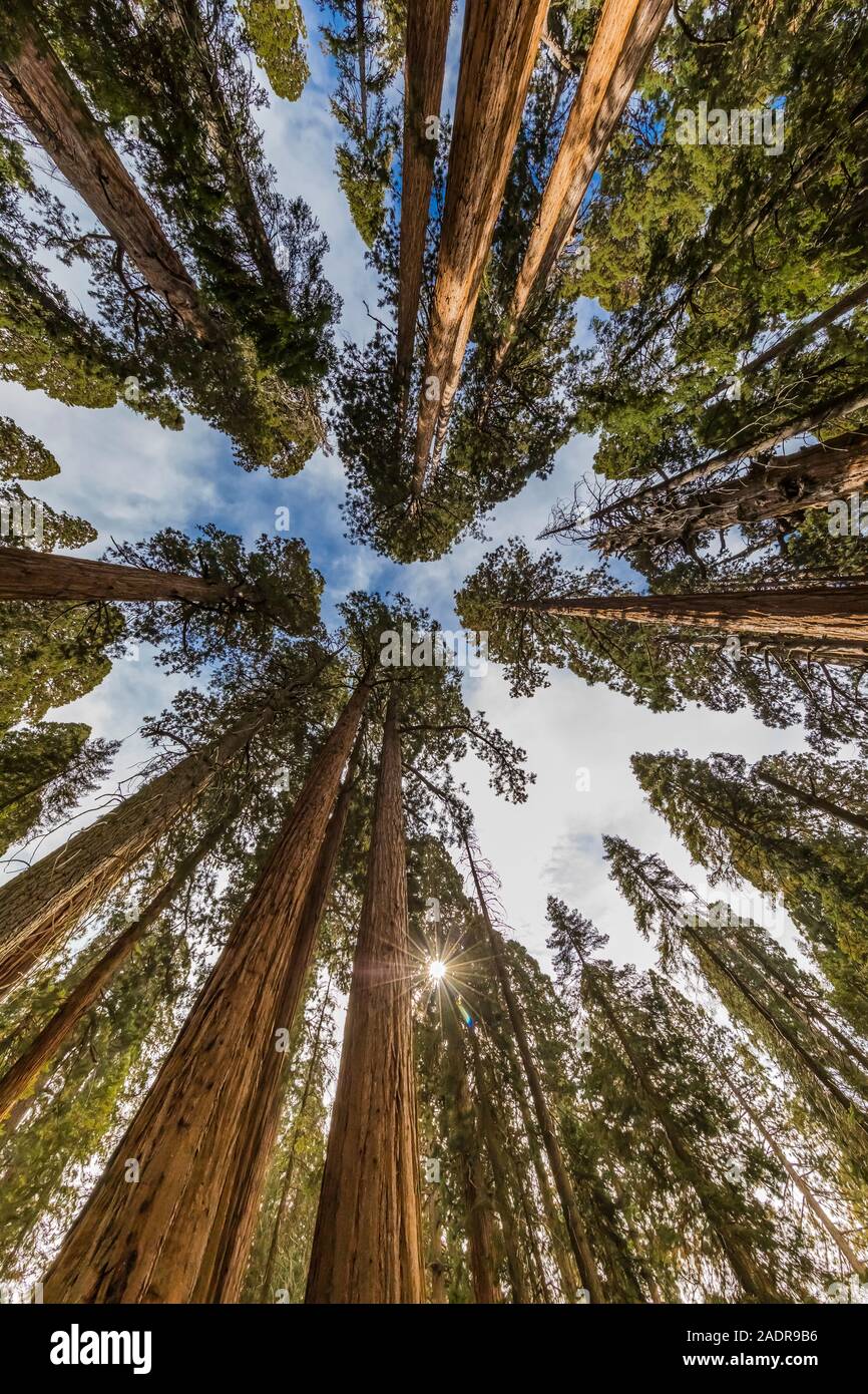 Giant Sequoia, Sequoiadendron giganteum, trees in grove in the Sherman Tree area of Sequoia ...