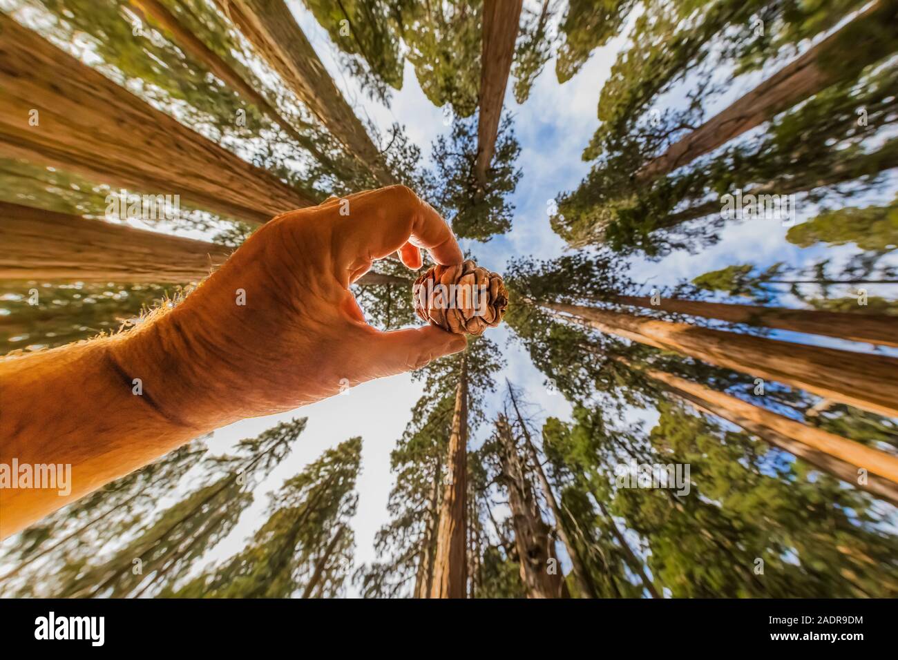 Giant sequoia cones hi-res stock photography and images - Alamy