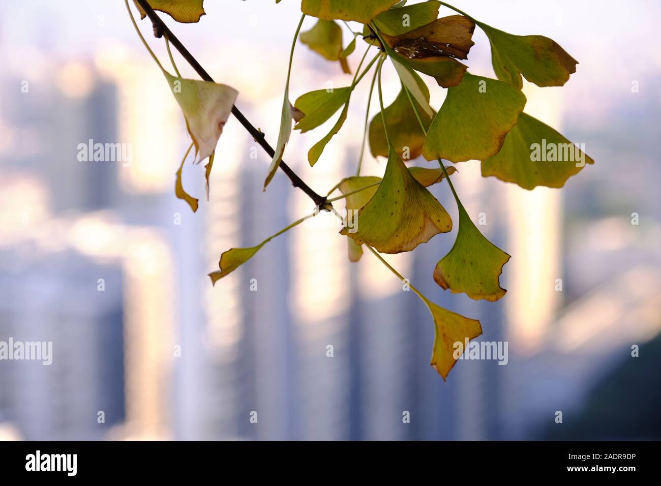 Ginkgo leaves turning yellow in the city in winter Stock Photo - Alamy