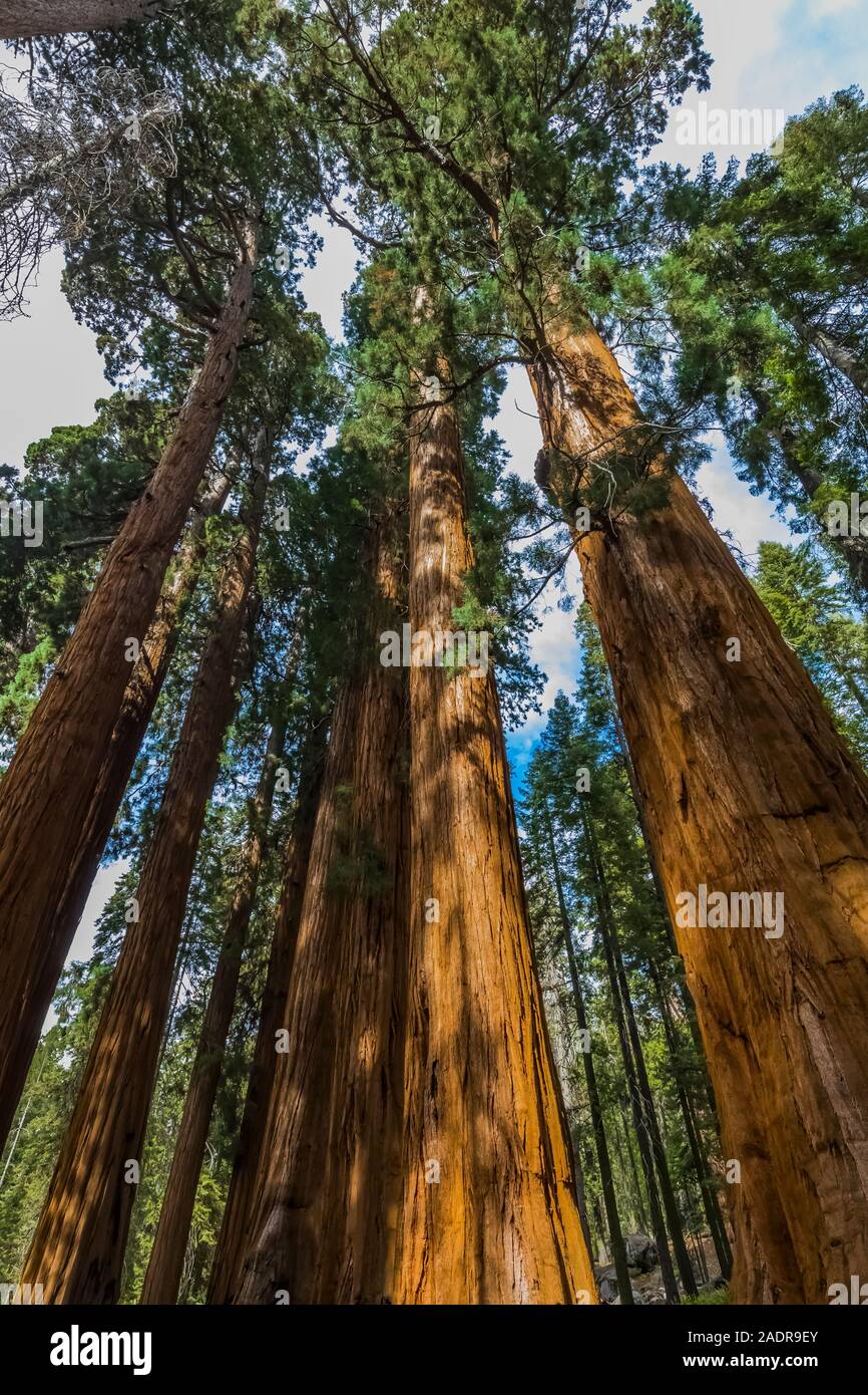 Giant Sequoia, Sequoiadendron giganteum, along the Giant Forest trails ...