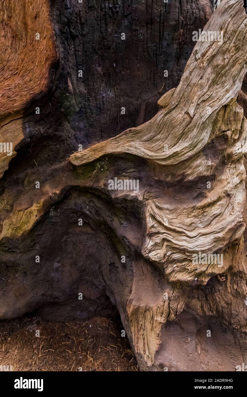 Dead wood near the base of a burned Giant Sequoia, Sequoiadendron ...