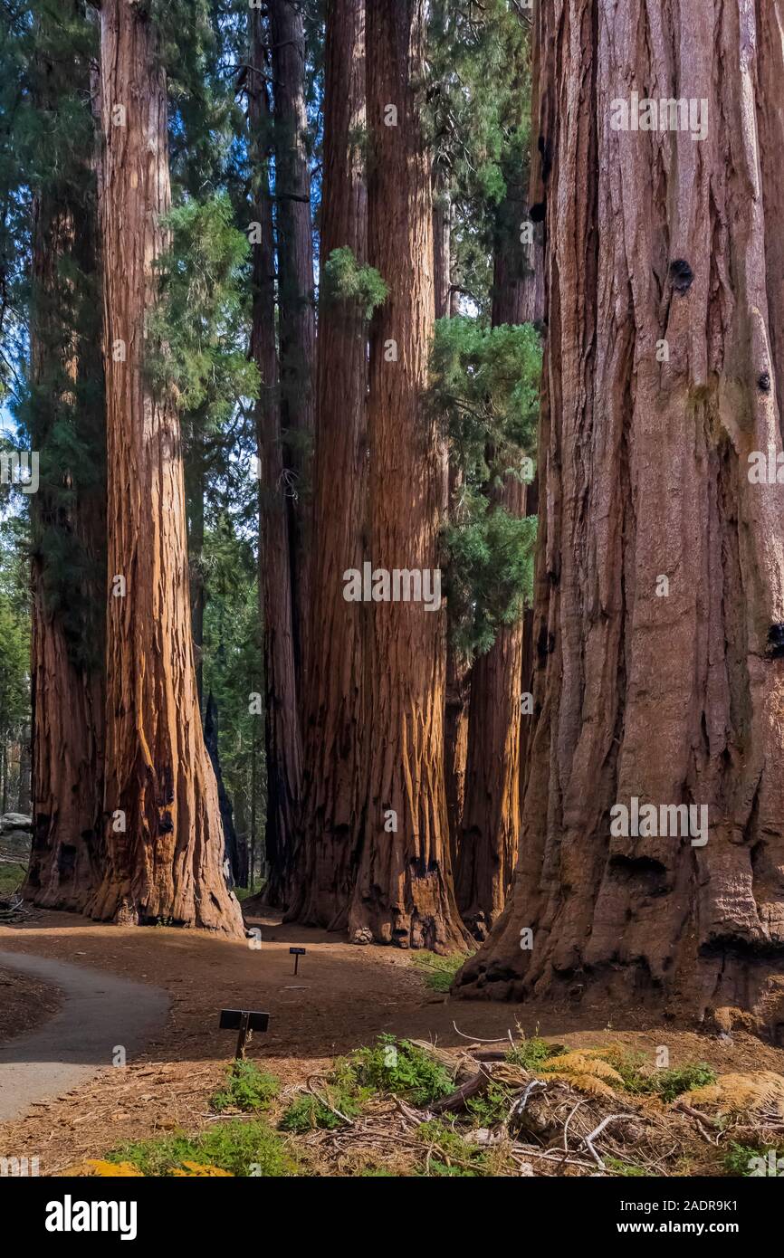Giant forest big trees hi-res stock photography and images - Alamy