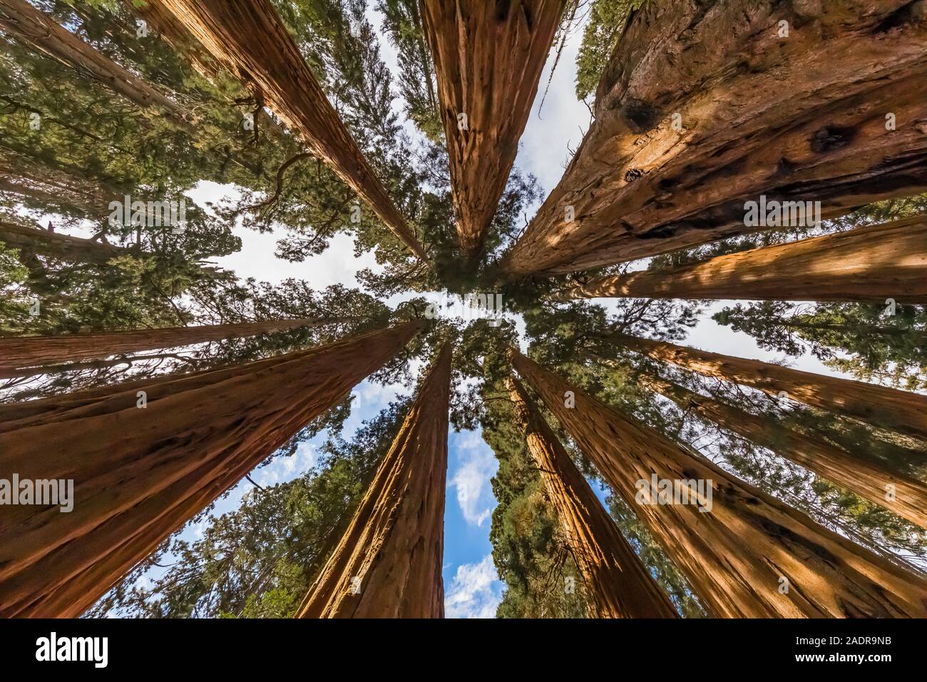 Giant Sequoia, Sequoiadendron giganteum, trees along the Giant Forest ...