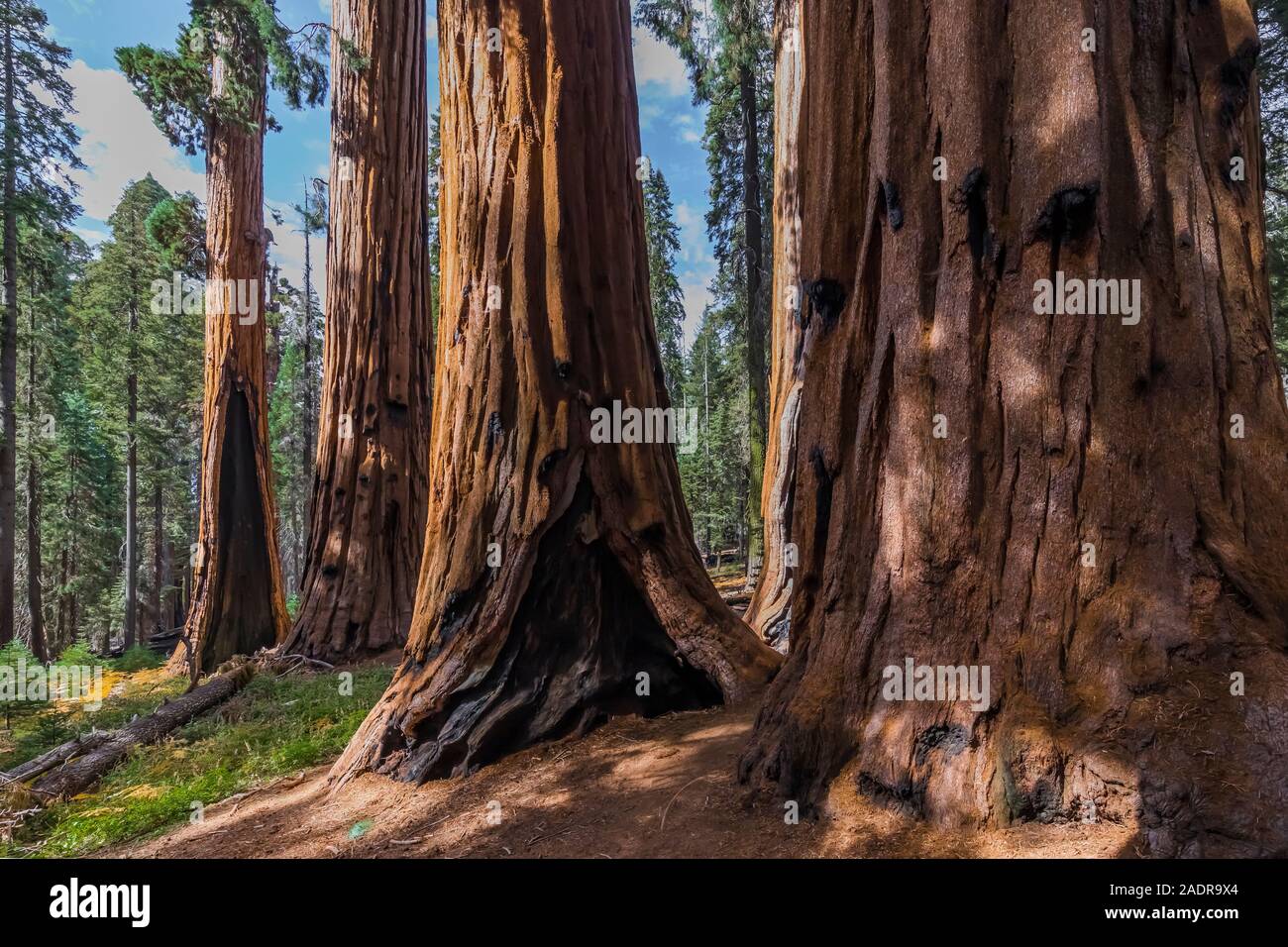 Giant Sequoia, Sequoiadendron giganteum, grove in the General Sherman ...
