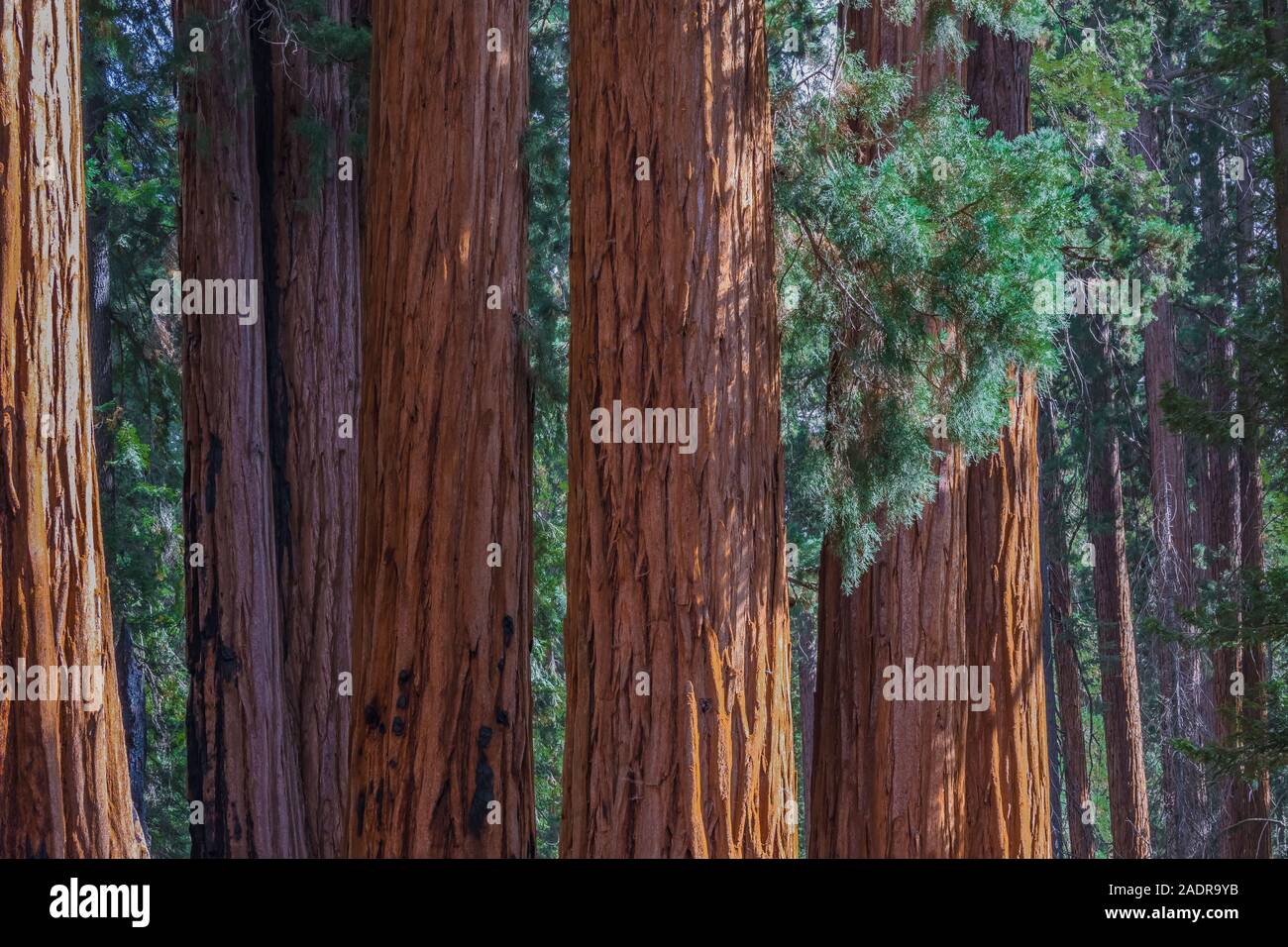 Giant Sequoia, Sequoiadendron giganteum, grove in the General Sherman ...