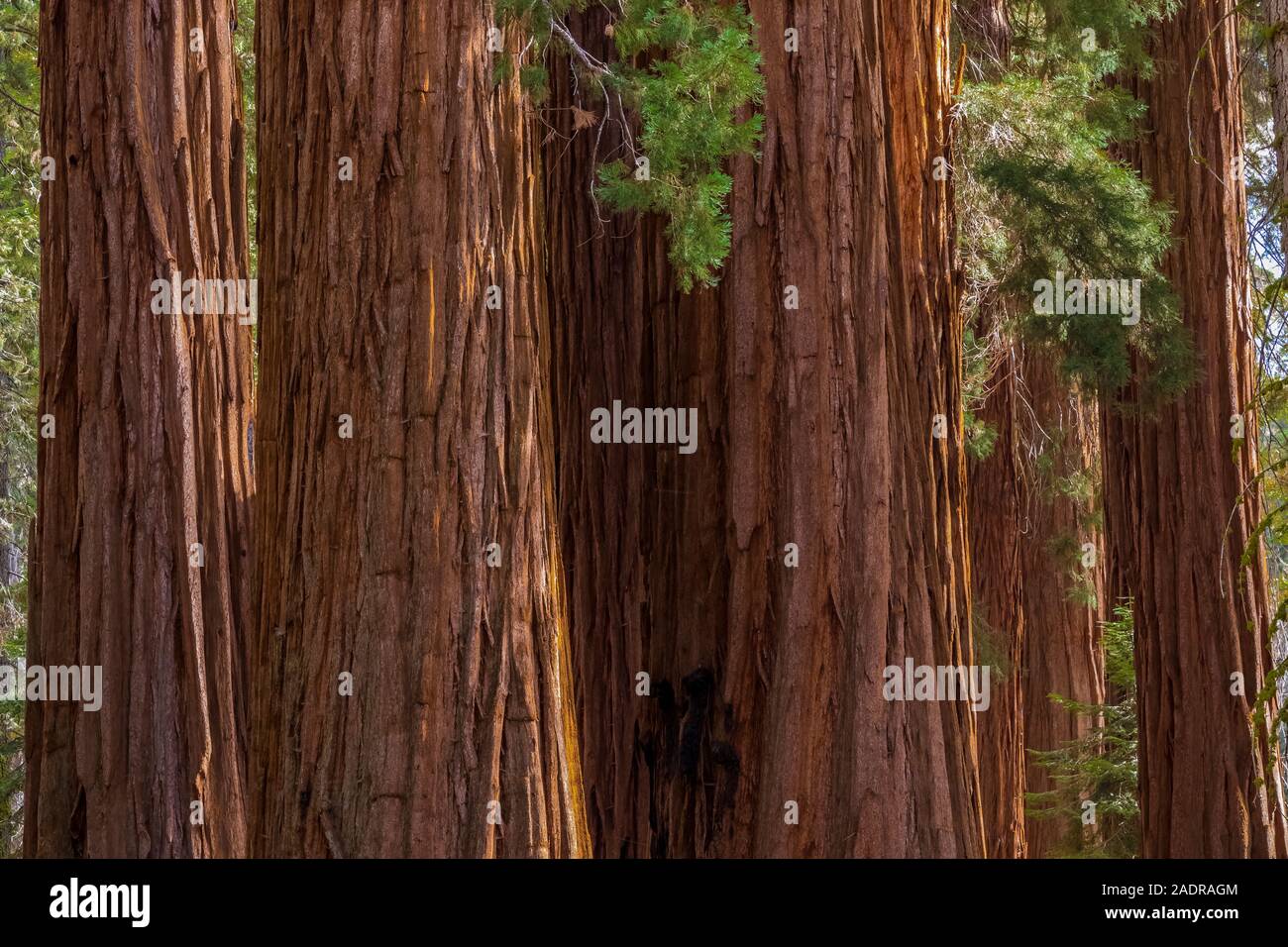 Giant Sequoia, Sequoiadendron giganteum, along the Giant Forest trails in the General Sherman ...