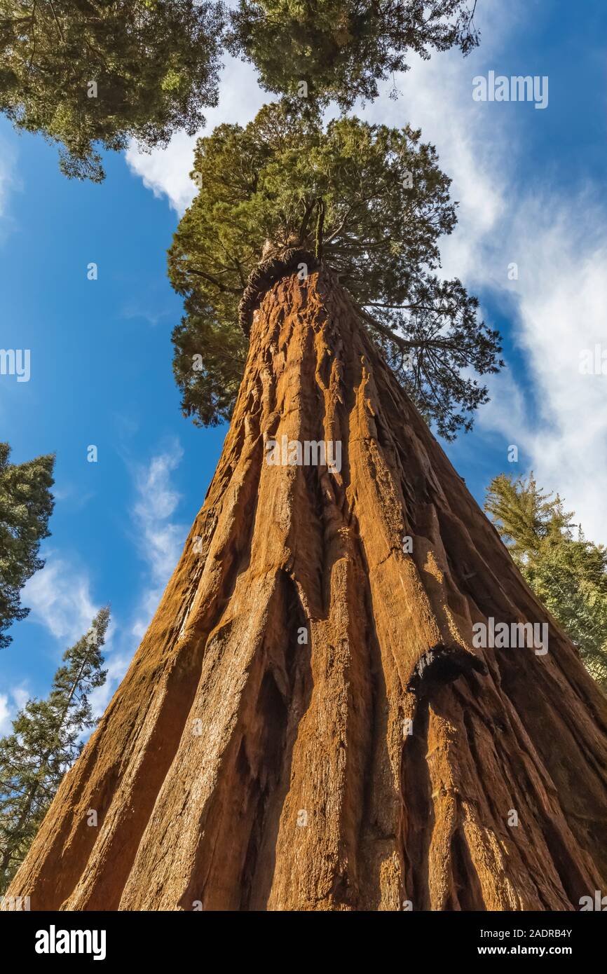 Giant Sequoia, Sequoiadendron giganteum, along the Giant Forest trails ...