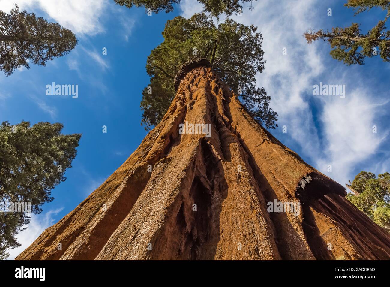 Giant Sequoia, Sequoiadendron giganteum, along the Giant Forest trails in the General Sherman ...
