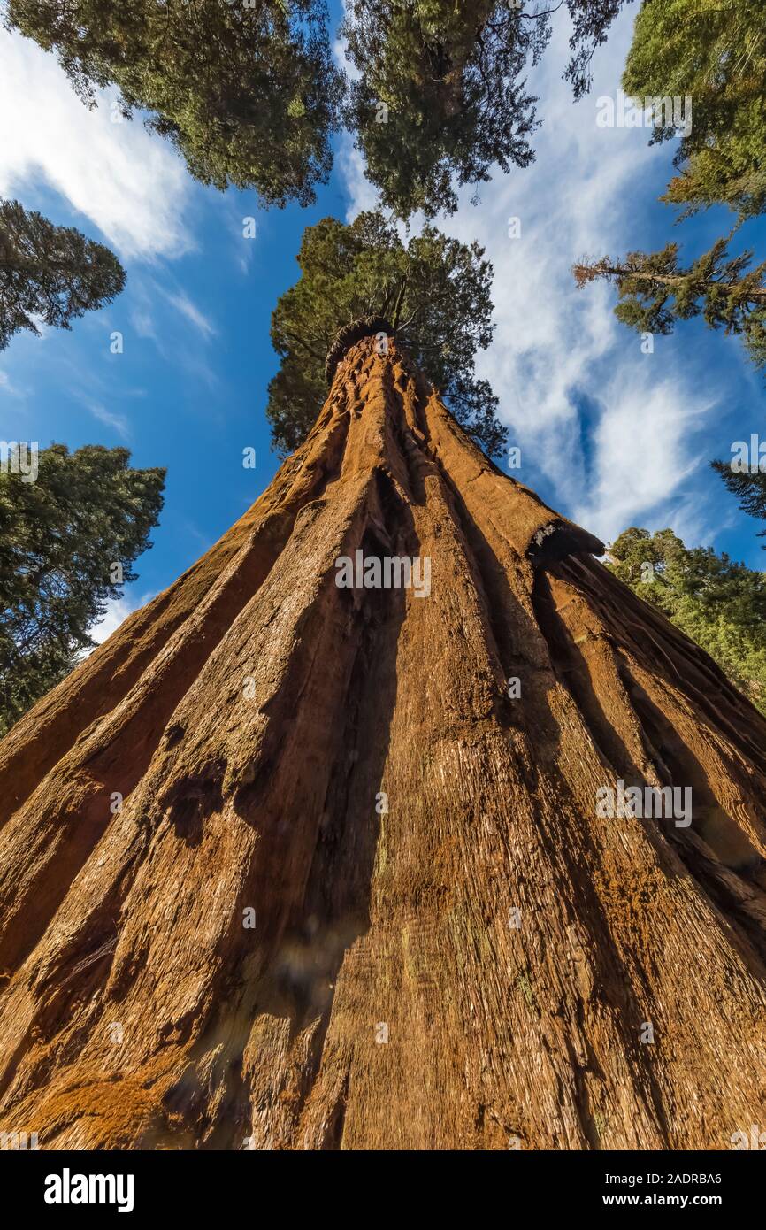 Giant Sequoia, Sequoiadendron giganteum, along the Giant Forest trails ...