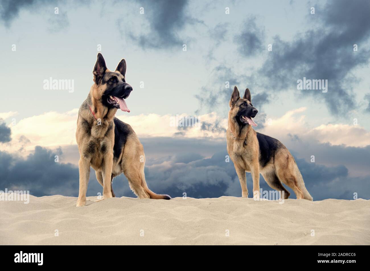 German Shepherd Dog stand on sand at the beach on cloudy day. Stacking ...