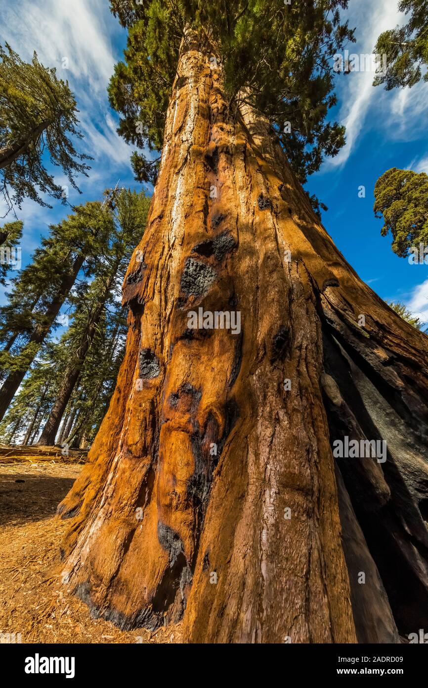 Giant Sequoia, Sequoiadendron giganteum, showing evidence of wildfire ...