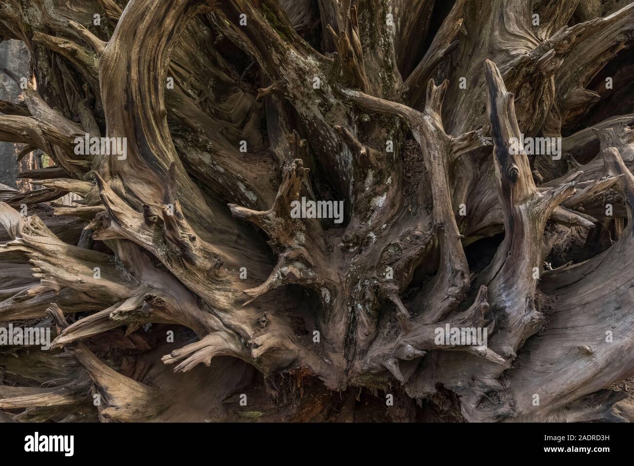 Root system of fallen Giant Sequoia, Sequoiadendron giganteum, in the ...
