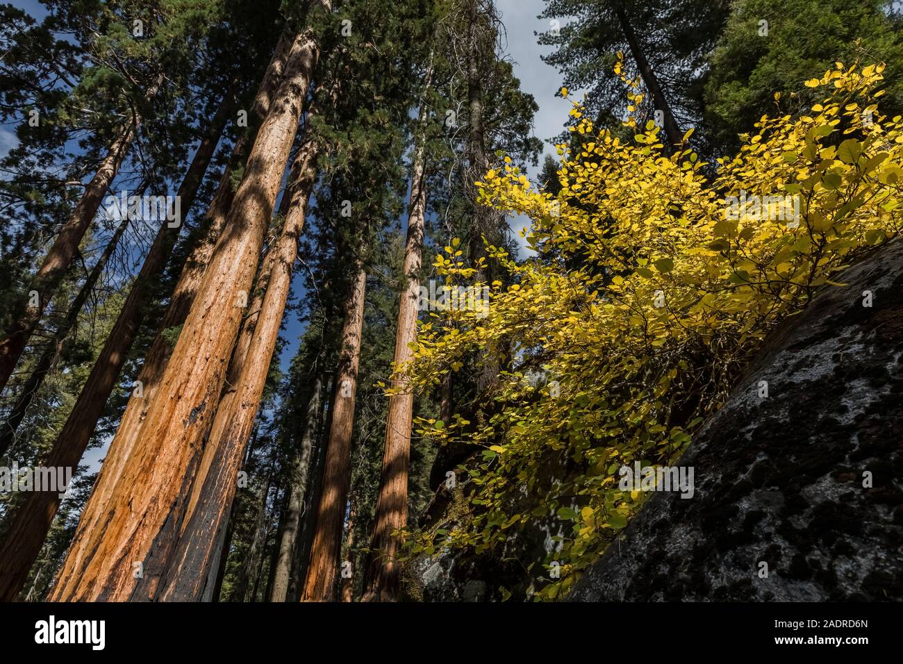 Autumn color of a shrub in a Giant Sequoia, Sequoiadendron giganteum ...