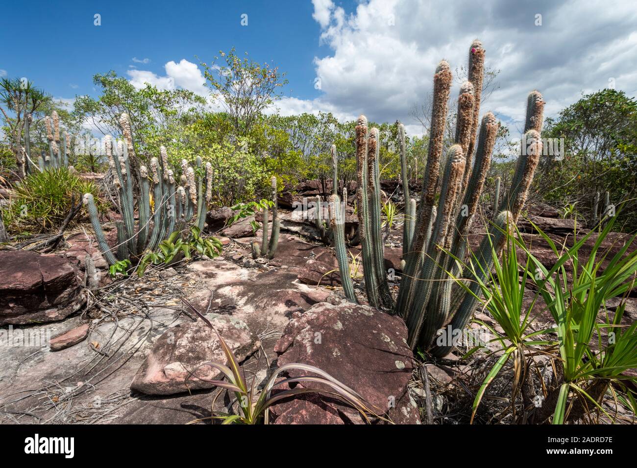 Cerrado Vegetation High Resolution Stock Photography and Images - Alamy