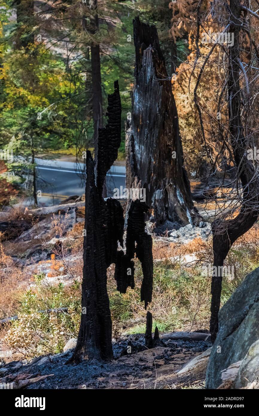 Burned Giant Sequoia, Sequoiadendron giganteum, in the Sherman Tree ...
