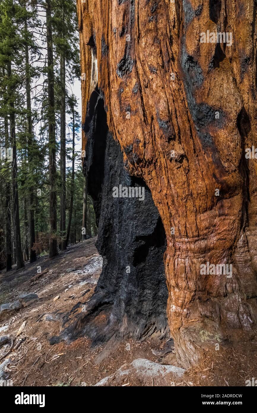 Burned Giant Sequoia, Sequoiadendron giganteum, in the Sherman Tree ...